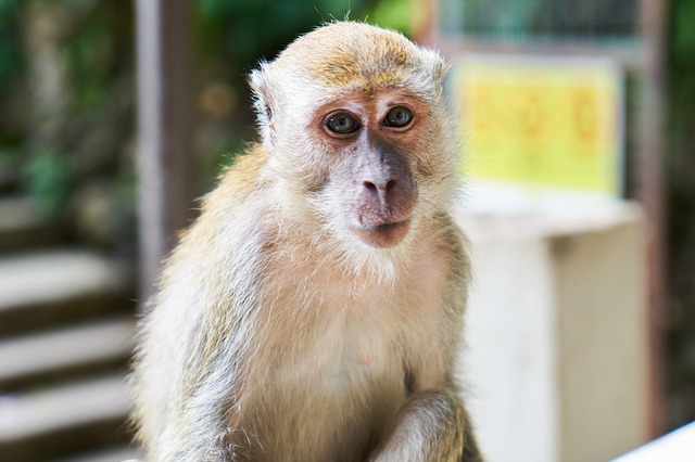 Annual Blood Work For Primates | Exotic Animal Hospital of Orlando