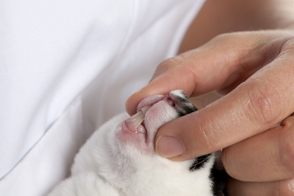 Do Rabbits Ever Suffer From Dental Problems? - Exotic Animal Hospital